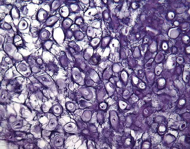 Histology At SIU